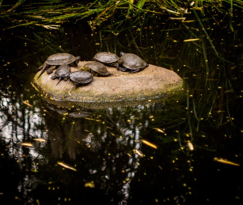 Cute Small Turtles Rest at Stone in ZOO. Stock Image - Image of farm ...