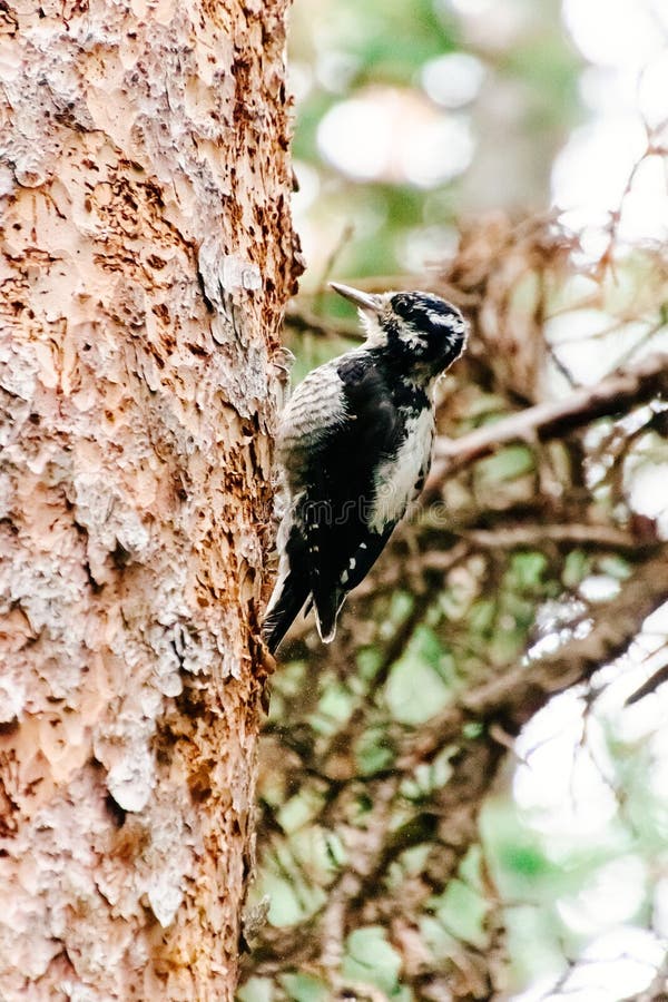 Cute Small Woodpecker Perched on the Side of a Tree Stock Photo - Image ...
