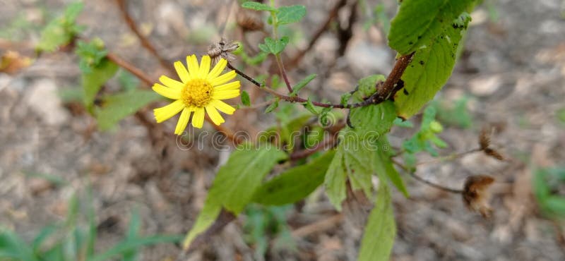 The Cute Small Yellow Flower on the Forest Stock Photo - Image of small ...