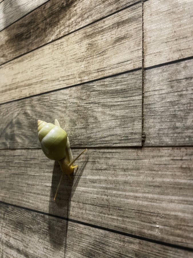 Cute and Small Yellow Snail Stock Photo - Image of isolated, small ...