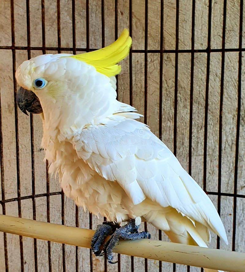 A Cute and Smart Parrot in the Cage Stock Image - Image of cute, bird ...