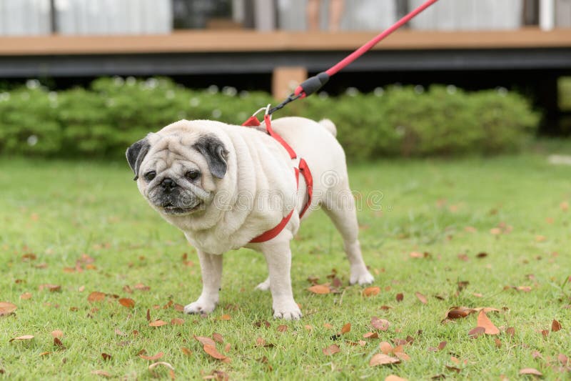 Cute Smart Pug Puppy Dog in the Backyard Stock Photo - Image of ...