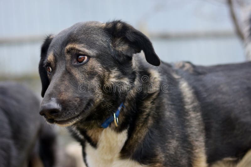 Cute Smile of a Large Breed Dog. Stock Photo - Image of ecstatic, love ...