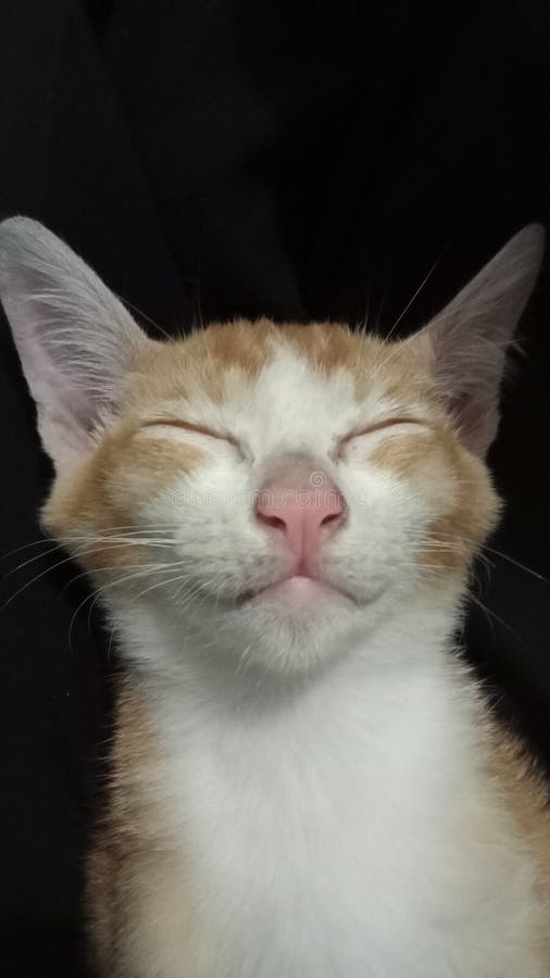 Cute smiley cat face stock image. Image of face, cute - 287938601