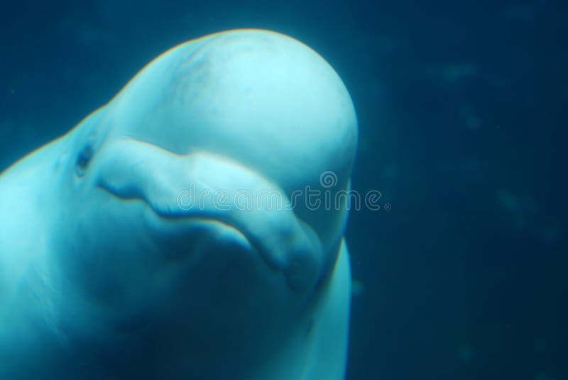 Beluga Whale Smiling
