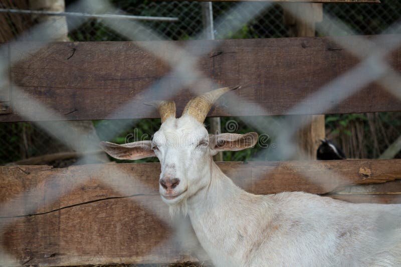 Cute Smiling Face of Young Goat. Stock Photo - Image of meat ...