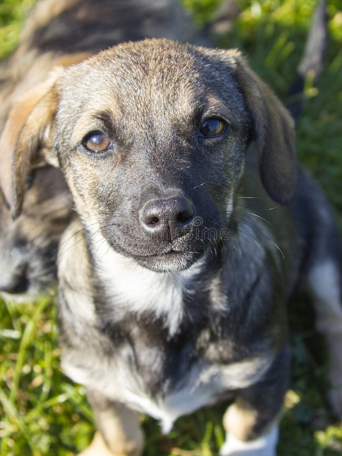 Cute smiling puppy stock image. Image of adorable, head - 60022731