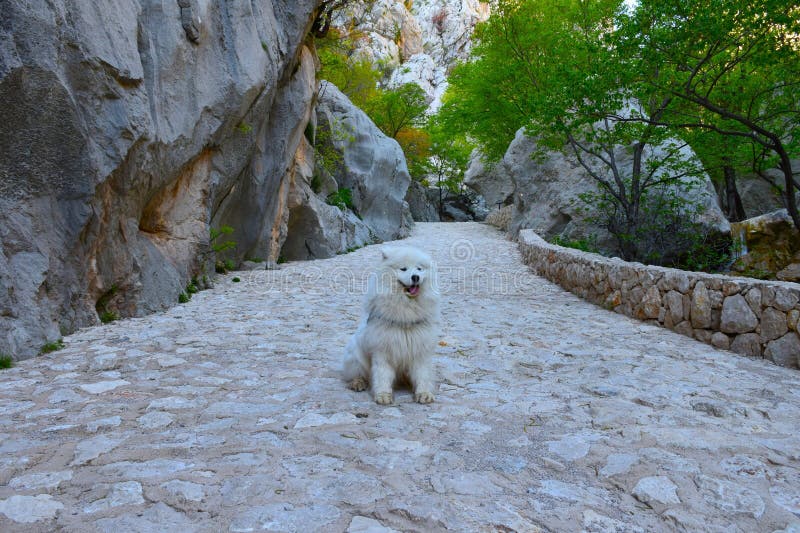 Cute Smiling Samoyed Dog Sitting on a Stone Path Stock Photo - Image of ...