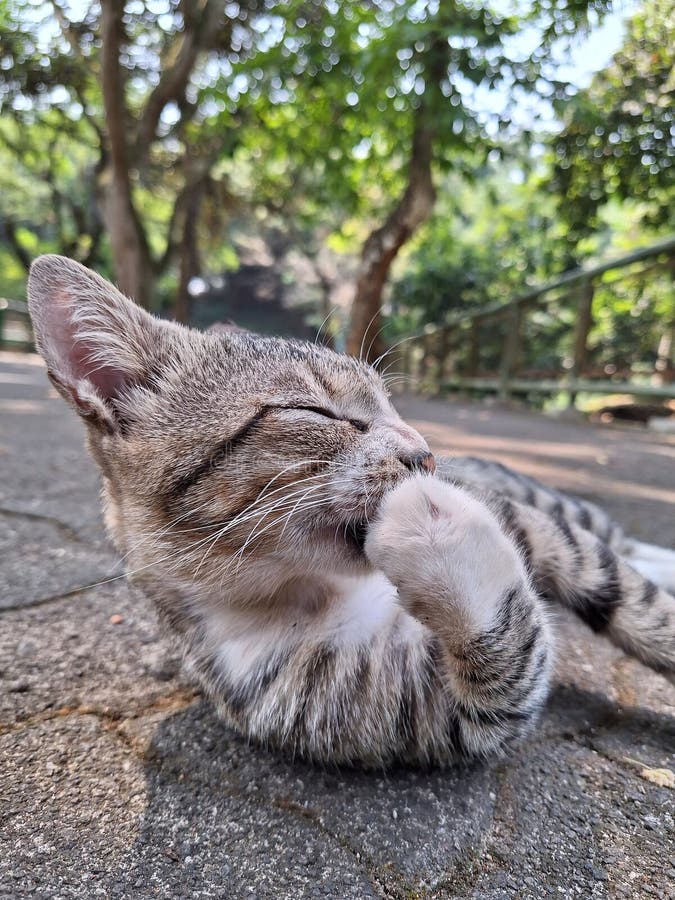 A Cute Smily Fury Cat Kitty in the Forest Stock Photo - Image of smily ...