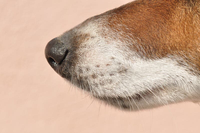 Dog muzzle stock image. Image of canine, biology, canidae - 112989945