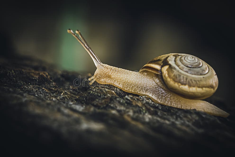 Cute snail crawls forward stock photo. Image of spring - 268005954