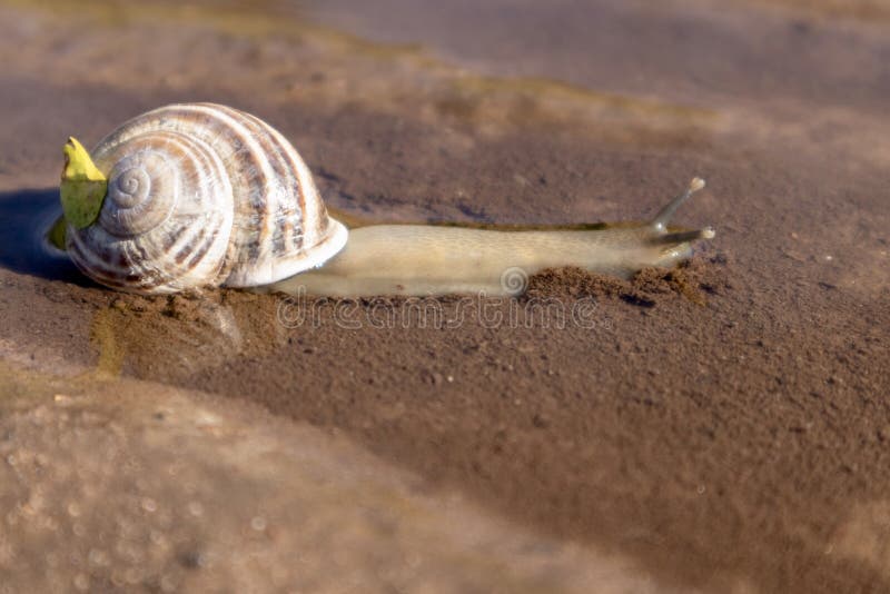 Snail Drinking Water from a Puddle Stock Photo - Image of shell, puddle ...
