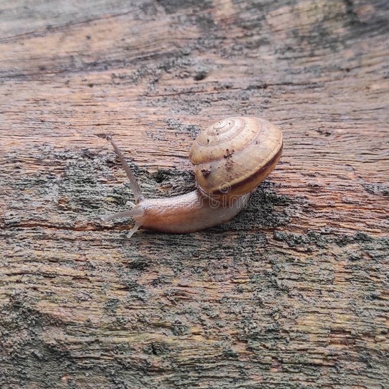 Cute Snail on a Fallen Tree, Shell Stock Photo - Image of tree, shell ...