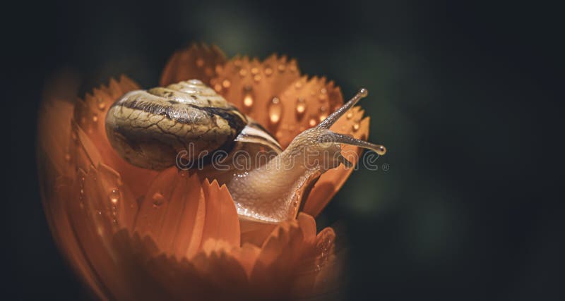 Cute snail in a flower stock image. Image of yellow - 268912655