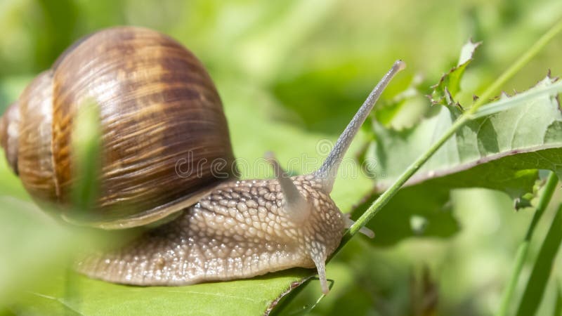 Cute Snail on the Grass on a Summer Day Stock Image - Image of wildlife ...