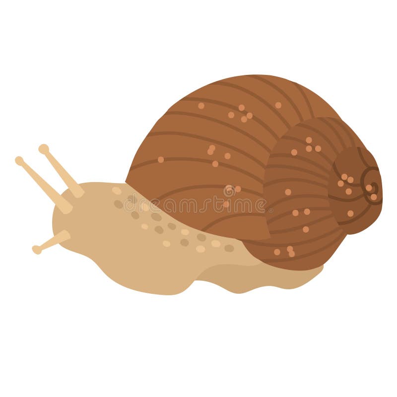 Cute Snail in a Shell in Brown. Vector Hand Drawn Cartoon Stock Vector ...