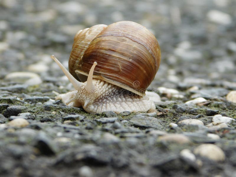 11,705 Cute Snail Stock Photos - Free & Royalty-Free Stock Photos from ...