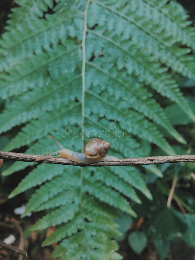 A Cute Snail Walk on the Tree and Get Close To the Nature Stock Photo ...