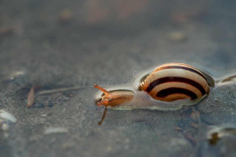 Cute Snails Reflection in the Water. Shell Macro, Close-up Image Stock ...