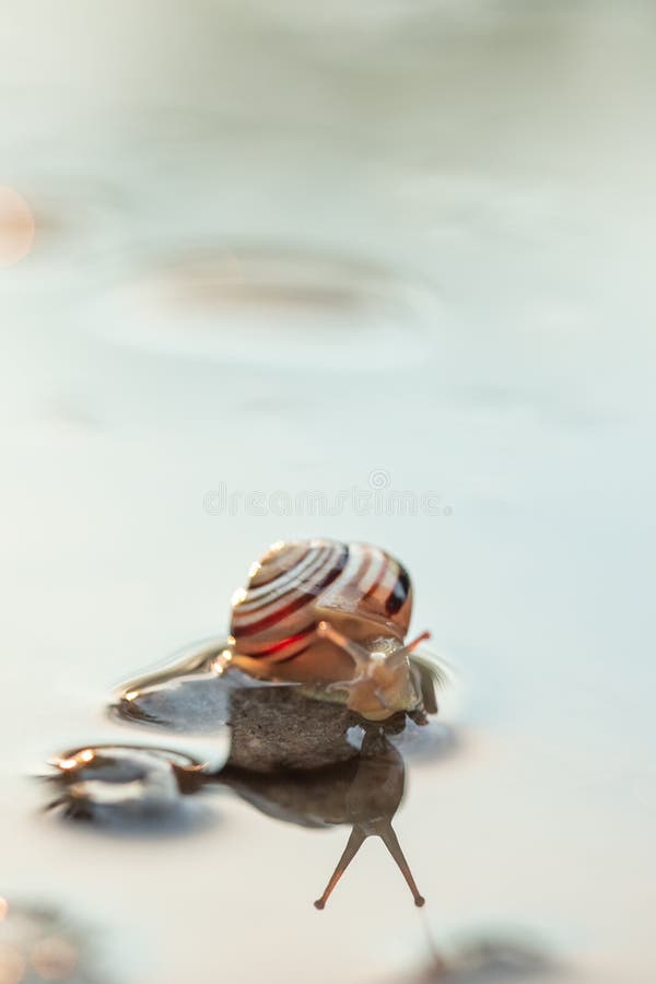 Cute Snails Reflection in the Water. Shell Macro, Close-up Image Stock ...