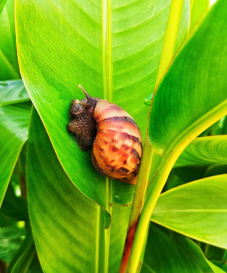 Cute Snails Walking on Green Leaves in the Garden Stock Image - Image ...