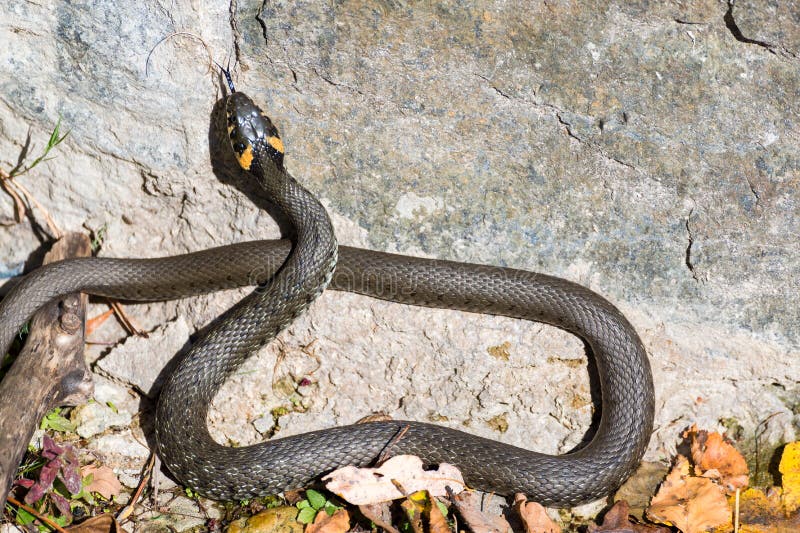 Cute Snake Basking in the Sun Stock Photo - Image of closeup, bouquet ...