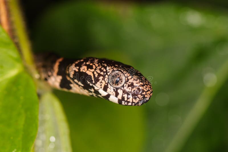 Cute snake portrait stock photo. Image of wildlife, reptile - 183699236