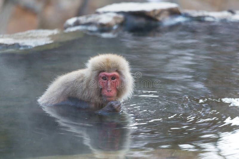 Cute Snow Monkey in onsen stock image. Image of mountain - 67656707
