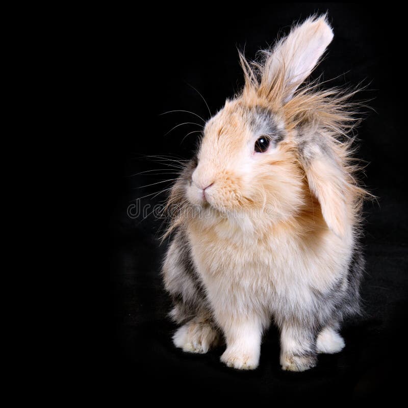Soft Brown Bunny Rabbit on Black Background Stock Image - Image of ...