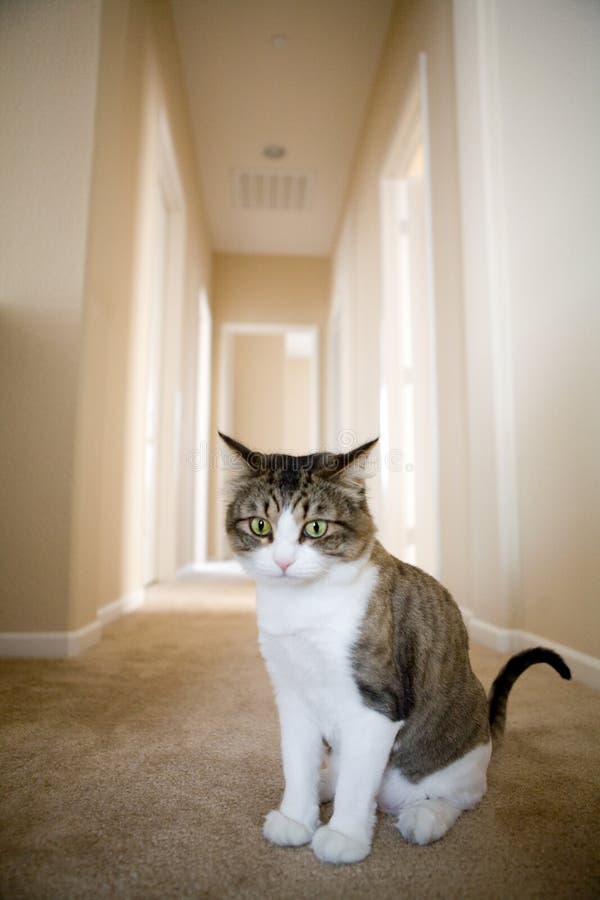 Cute Soft Cat stock image. Image of staring, stare, white - 8309371