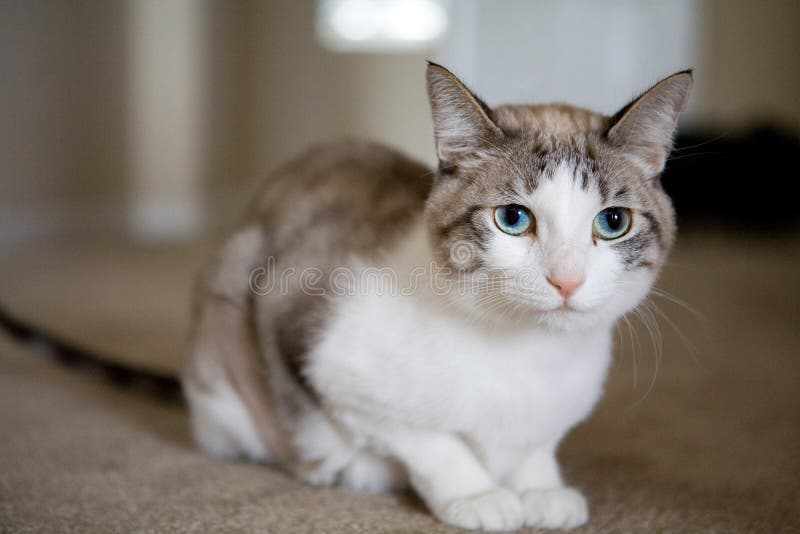 Cute Soft Cat stock image. Image of portrait, carpet, little - 8309619