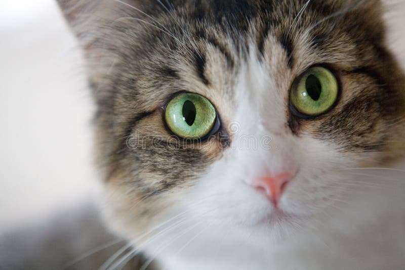 Cute Soft Cat With Piercing Green Eyes Stock Photo - Image of gray ...