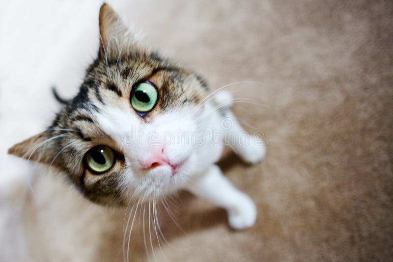 Cute Soft Cat With Piercing Green Eyes Stock Image - Image of purebred ...