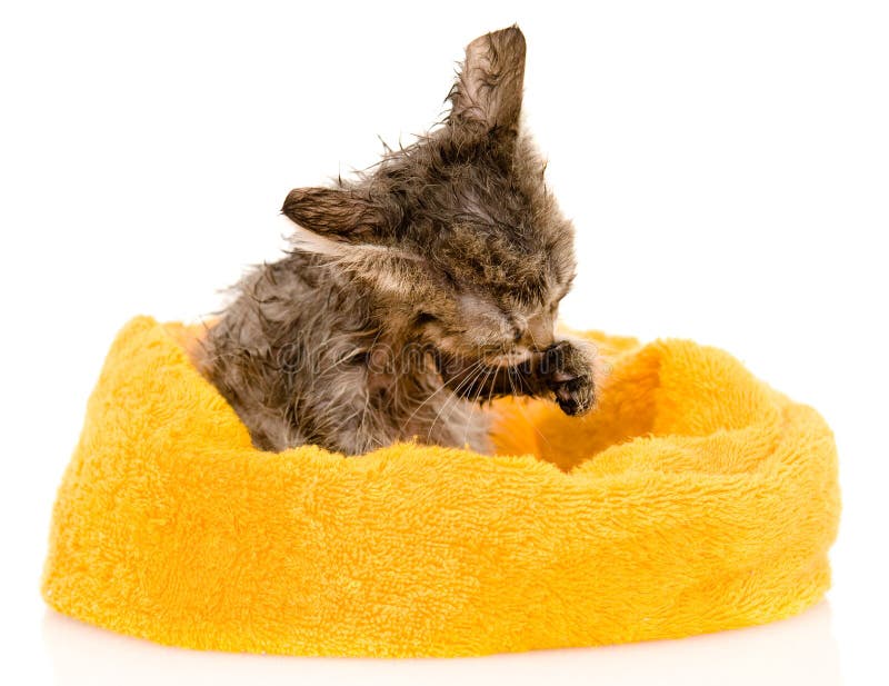 Cute Soggy Kitten after a Bath. Isolated on White Stock Image - Image ...