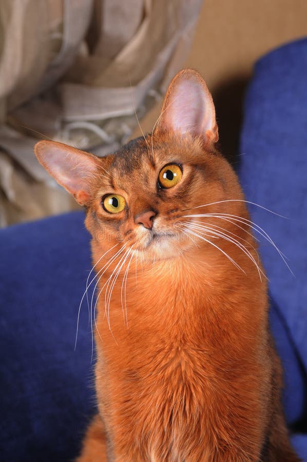 1,000 Somali Cat Portrait Stock Photos - Free & Royalty-Free Stock ...