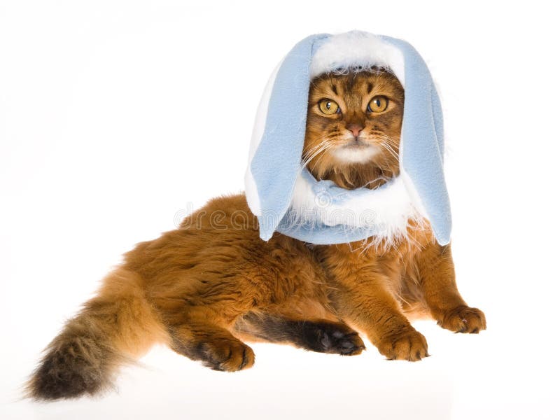 928 Beautiful Somali Cat Stock Photos - Free & Royalty-Free Stock ...