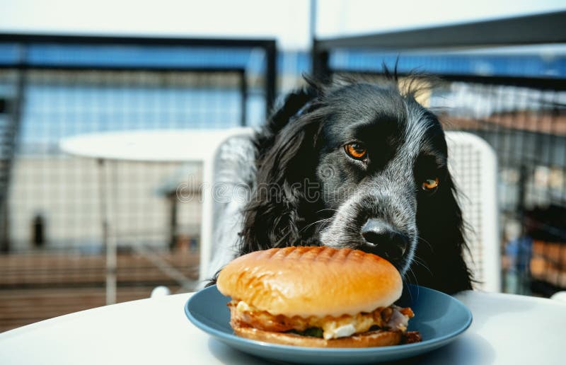 Cute Spaniel Eats Burger Sitting at Table in Cafe. Animal Theme Stock ...