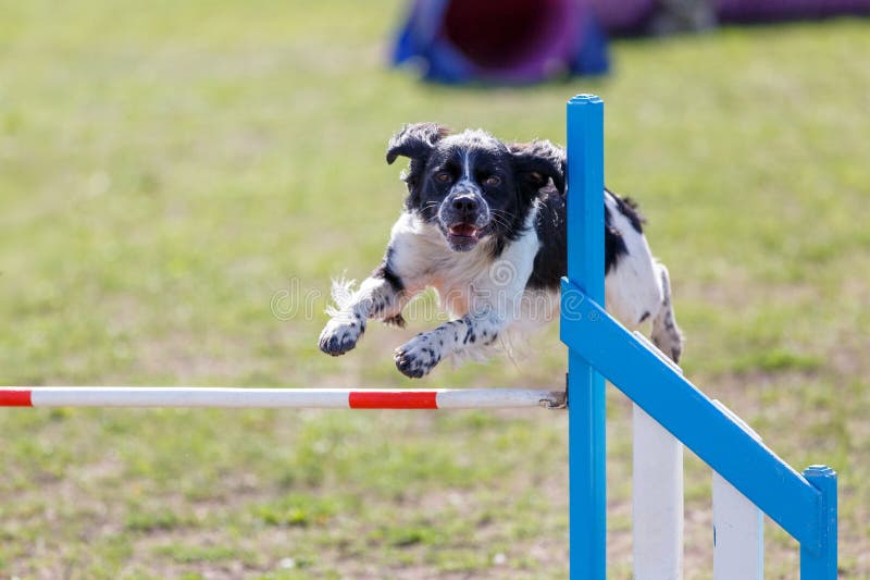 Cute Spaniel Jumping Over the Hurdle on Its Course in Dog Agility Event ...