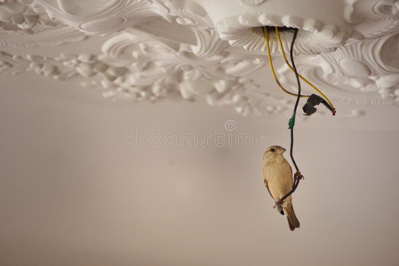 Cute Sparrow Bird Perching on an Electric Wire of a Ceiling Stock Image ...