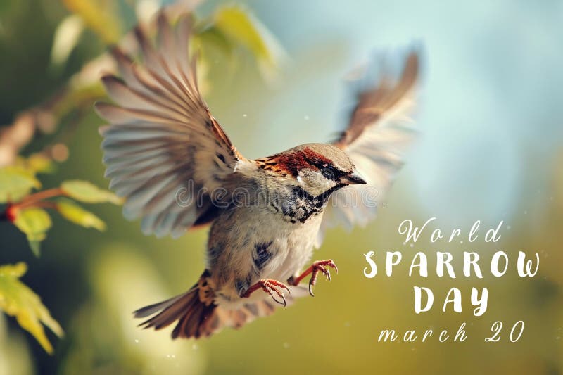 Cute Sparrow in Spring Garden with Blossom Tree, World Sparrow Day ...