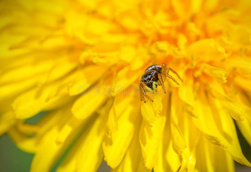 Cute spider stock image. Image of flower, closeup, yellow - 53678635