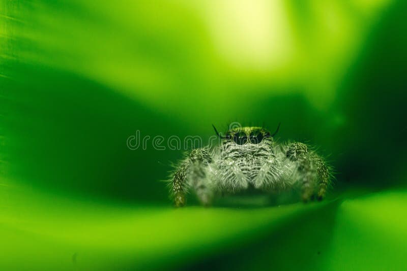 Cute spider stock image. Image of jumping, spider, macro - 88248289