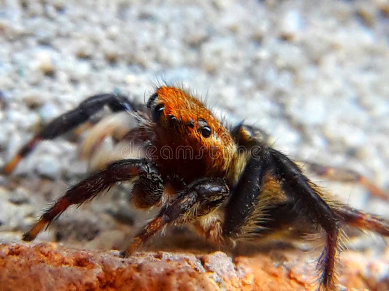 Cute spider stock image. Image of spider, macro, cute - 68143465