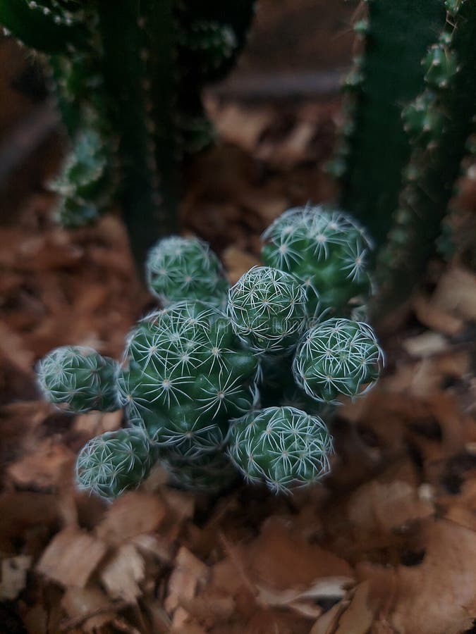 Cute spiky mini cactus stock photo. Image of mini, cactus - 204248656