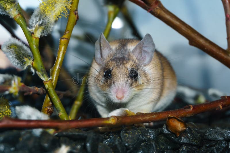 Cute Mouse among the Branches of Flowering Willow Stock Image - Image ...