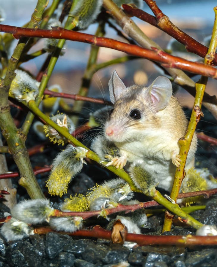 Cute Mouse among the Branches of Flowering Willow Stock Image - Image ...
