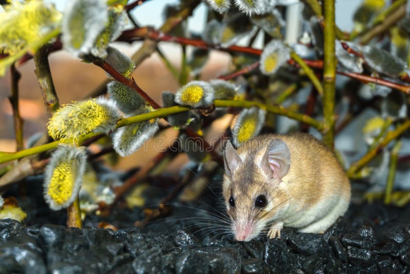 Mice Pollen Stock Photos - Free & Royalty-Free Stock Photos from Dreamstime