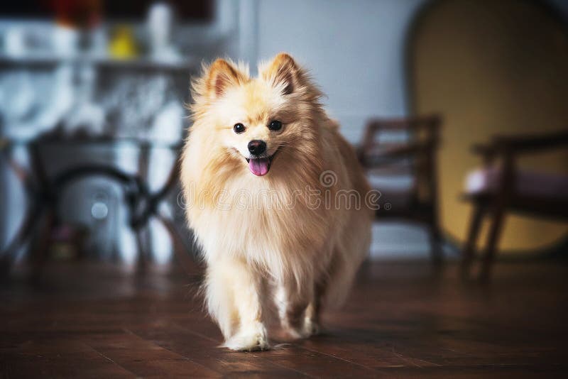 Dog Derman Gif Stock Photos - Free & Royalty-Free Stock Photos from ...