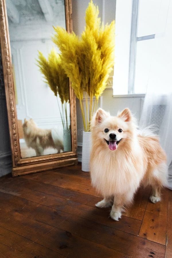 Dog Derman Gif Stock Photos - Free & Royalty-Free Stock Photos from ...