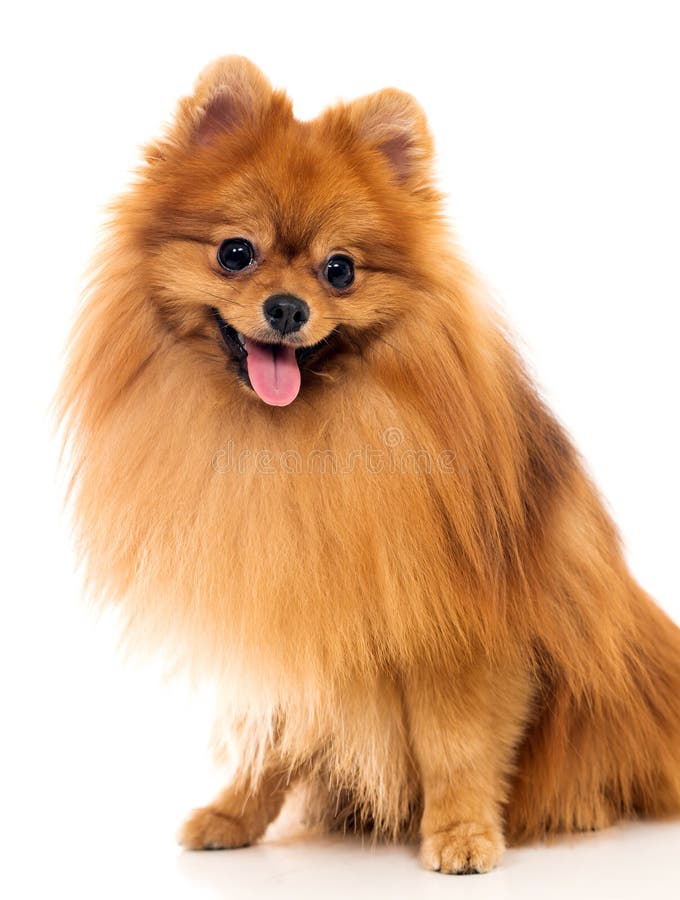 Cute spitz stock image. Image of portrait, brown, joyful - 38414733